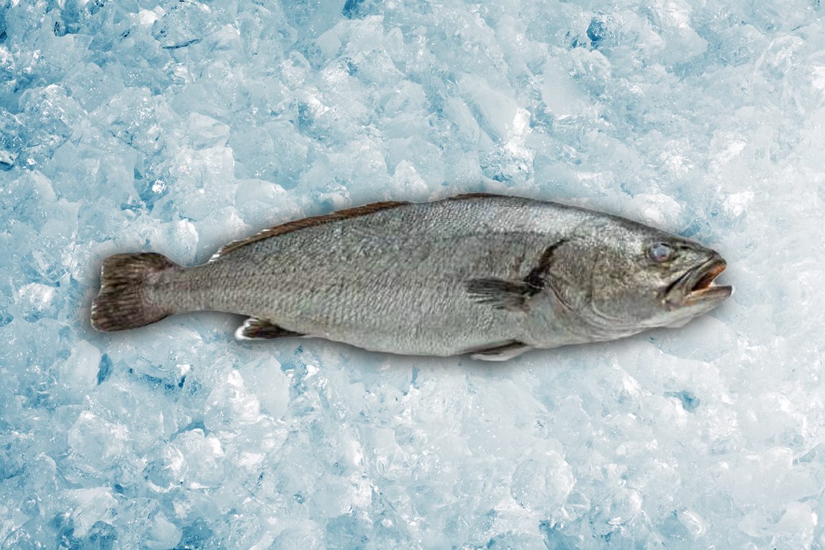 Our Products – Abalı Fish